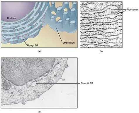 Rough And Smooth Endoplasmic Reticulum Definition Function Structure