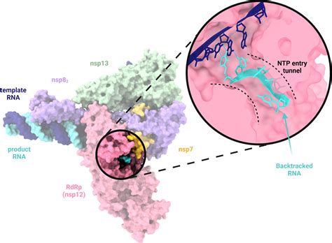 Three Dimensional Visualization Of Viral Structure Entry And Replication Underlying The Spread