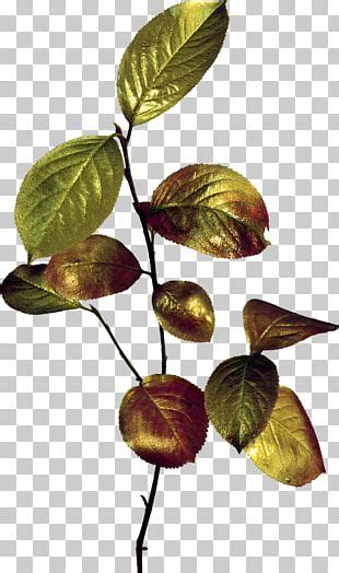 Tree Computer Software PNG Clipart Branch Bushes Computer Software