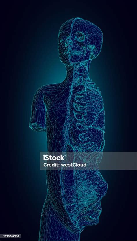 解剖模型向量圖形及更多線框圖片 線框 人體 低面數建模 Istock