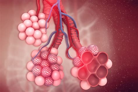 Glossary Of Pulmonary Function Terms AlphaNet