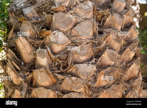 Palm Tree Trunk Background Texture Stock Photo Alamy