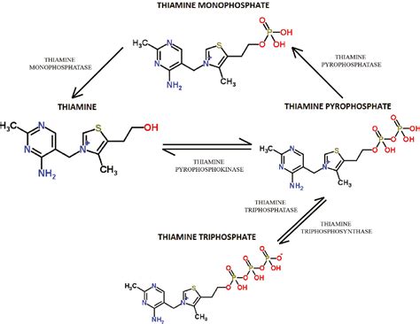 Types Of Thiamine At Deeann Perrault Blog