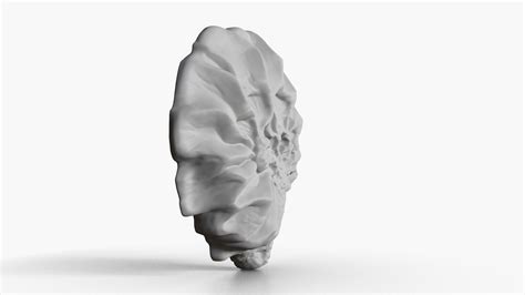 3d Fungus Fossil 17 Model Turbosquid 2298588