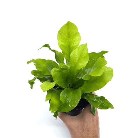 Asplenium Australasicum Buy Indoor Plants Online The Plant Buddies Australia
