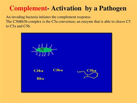 Ppt Basics Of Immunity The Innate Defense System And Its Components