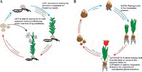 Tulip Life Cycle
