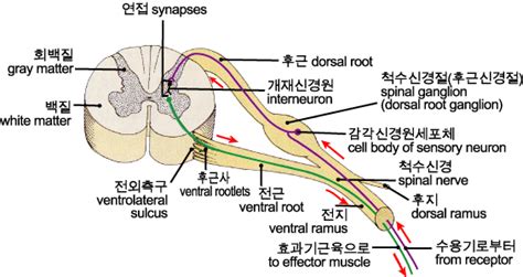 신경계3 신경과 척수 네이버 블로그