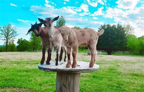 Selenium Deficiency In Goats Hidden Heights Farm