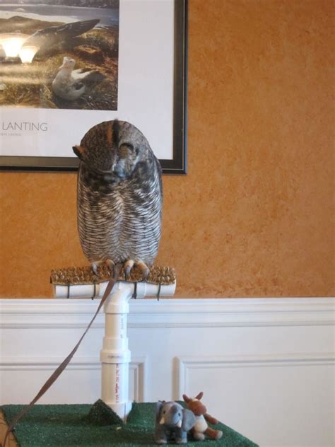 Interview With Owlbert The Owl