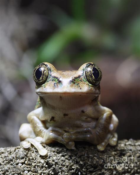 Peacock Tree Frog Photograph By Brandon Alms Fine Art America