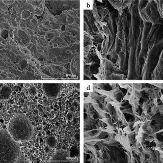 SEM Micrographs Of PCL A And B And PCL HNTs Wt C And D Download Scientific Diagram