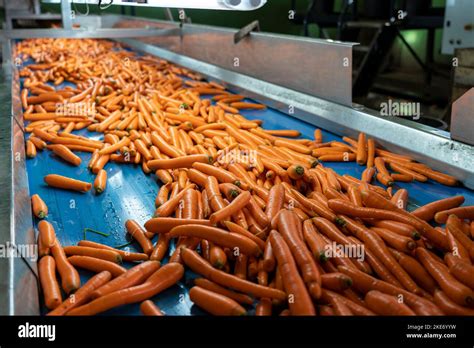 Washed Carrots Moving On Blue Conveyor Belt In Food Processing Plant Postharvest Handling Of