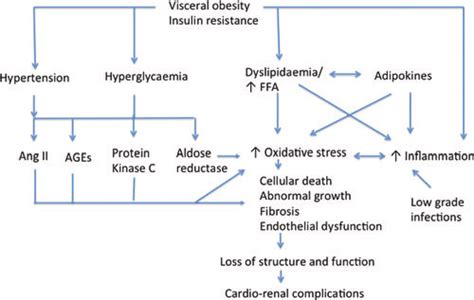 Pathogenetic Pathways Leading To Diabetic Cardio Renal Complications