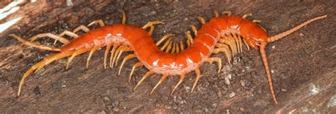 9 Kinds Of Centipedes And Millipedes Found In Kentucky Bird Watching Hq