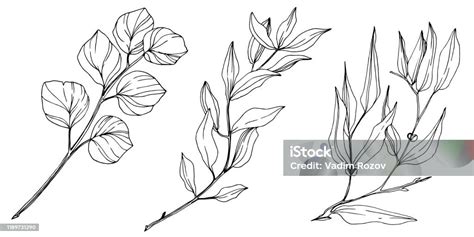 벡터 유칼립투스 나무 잎입니다 흑백 잉크 아트가 새겨져 있습니다 격리 된 유칼립투스 그림 요소 0명에 대한 스톡 벡터 아트 및 기타 이미지 Istock