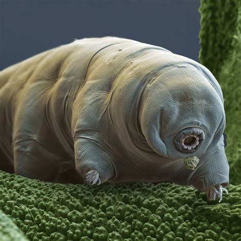 How Do Water Bears Survive