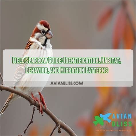 Field Sparrow Guide Identification Habitat Behavior And Migration