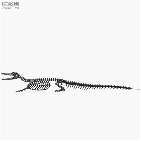 Crocodile Skeleton 3d Model Download Reptile On