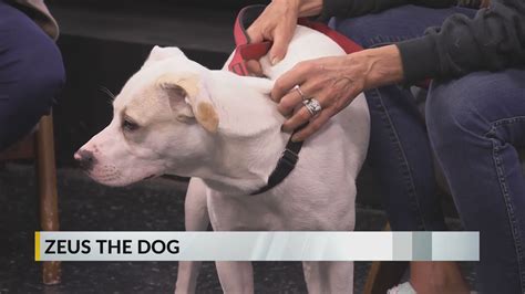 Furry Friday Meet Zeus The Dog Kx News