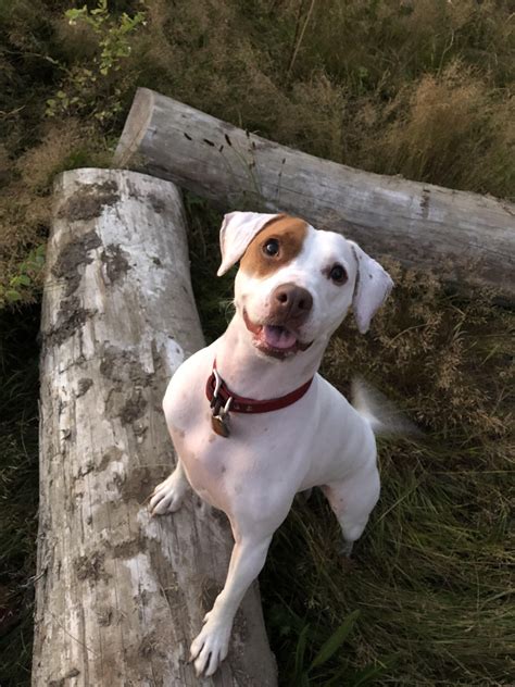 Juno Over The Rainbow Bridge But I Thought You Would Appreciate Her