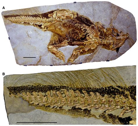 Psittacosaurus Feathers
