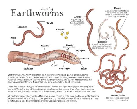 Earthworm Aortic Arches