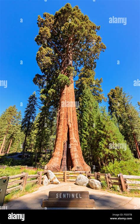 Giant Sequoia Tree Sentinel In Sequoia National Park California Stock