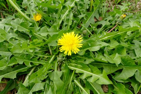 Are Dandelion Flowers Seeds Roots And Leaves Edible Deep Green Permaculture