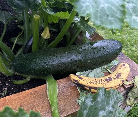 Zucchini Growing In Alaska Alaskas Giant Vegetables Amusing Planet