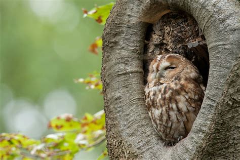 Cryptococcus Neoformans In Birds Symptoms Causes Diagnosis