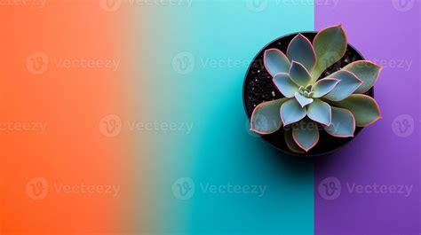 Crassula On A Vibrant Background Photorealistic Top View Crassula