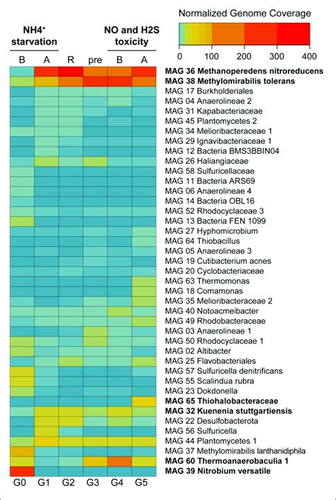Heat Map Displaying Normalized Genome Coverage For The Most Abundant Download Scientific