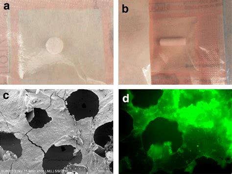 A Disk Shaped And B Cylindric β Tcp Scaffold Is A Kind Of Porous