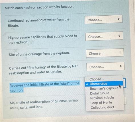 solved match each nephron section with its function