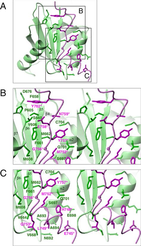 a structure of pid2 of fe65l1 in complex with app 32mer with pid2 of