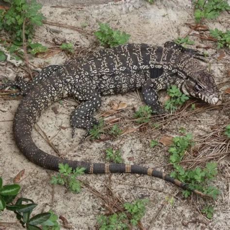 Argentine Black And White Tegu Facts Diet Habitat And Pictures On