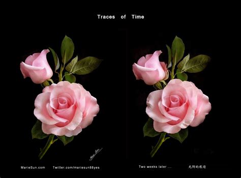 traces of time pink roses rose sun art