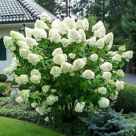 Hydrangea Paniculata Polar Bear 9567 Stādi Iegādājieties Labāk