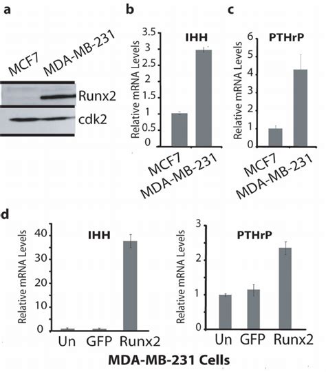Runx2 Is Expressed In Metastatic Breast Cancer Cells And Is A Major