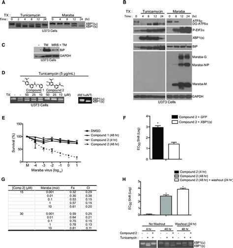 Synthetic Lethal Interaction Between Er Stress Response Blockade And Download Scientific