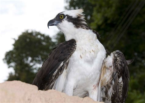 Águila Pescadora Enciclopedia Guerrerense