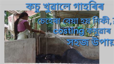 Pig Farm In Assam Youtube