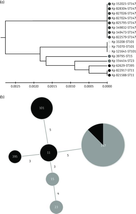 A Mlst Sequence Based Upgma Tree All 16 K Pneumoniae Isolates