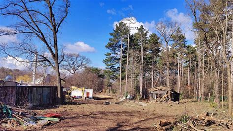 Сигнал за незаконна сеч на Витоша Общество Новини Бг