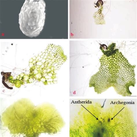 A Scanning Electron Micrograph Sem Of Spore B Young Gametophyte
