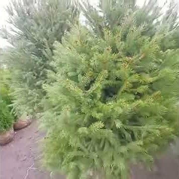 Ель Энгельмана стриженная. - YouTube