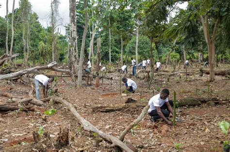 ardian and adryada launch averrhoa nature based solutions