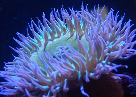 Green Sea Anemone Cabrillo Marine Aquarium San Pedro California