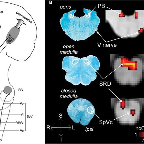 Nociceptive Pathways A The Path Of Afferent Signal Transmission From
